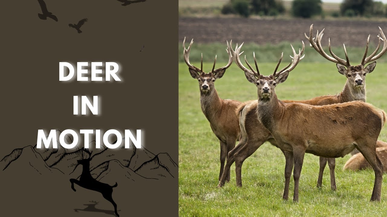 Deer in Motion: From Calm Grazing to Rapid Run 🦌🦌🤎🤎 - YouTube