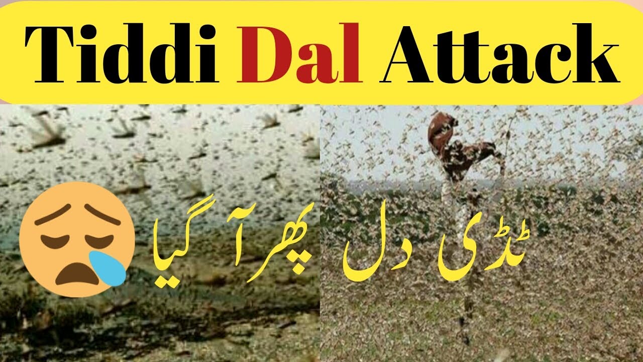 Locusts attack | tiddi dal attack | tiddi dal attack in pakistan ...