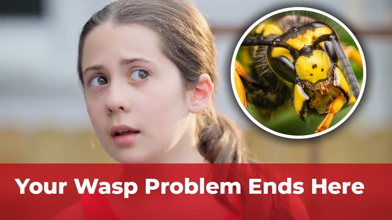 Your Wasp Problem Ends Here - YouTube