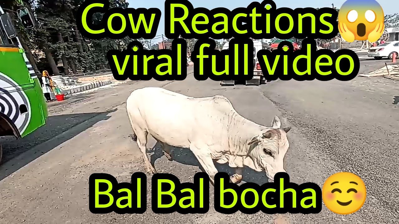 Cow Reaction😱 Marte marte bacha🤯WTF! A Cow Attacked Me moto vlog ...