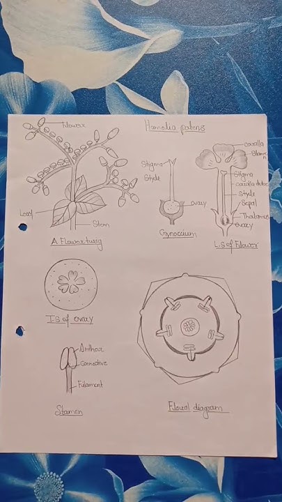B.sc 2nd year Botany practical file - YouTube