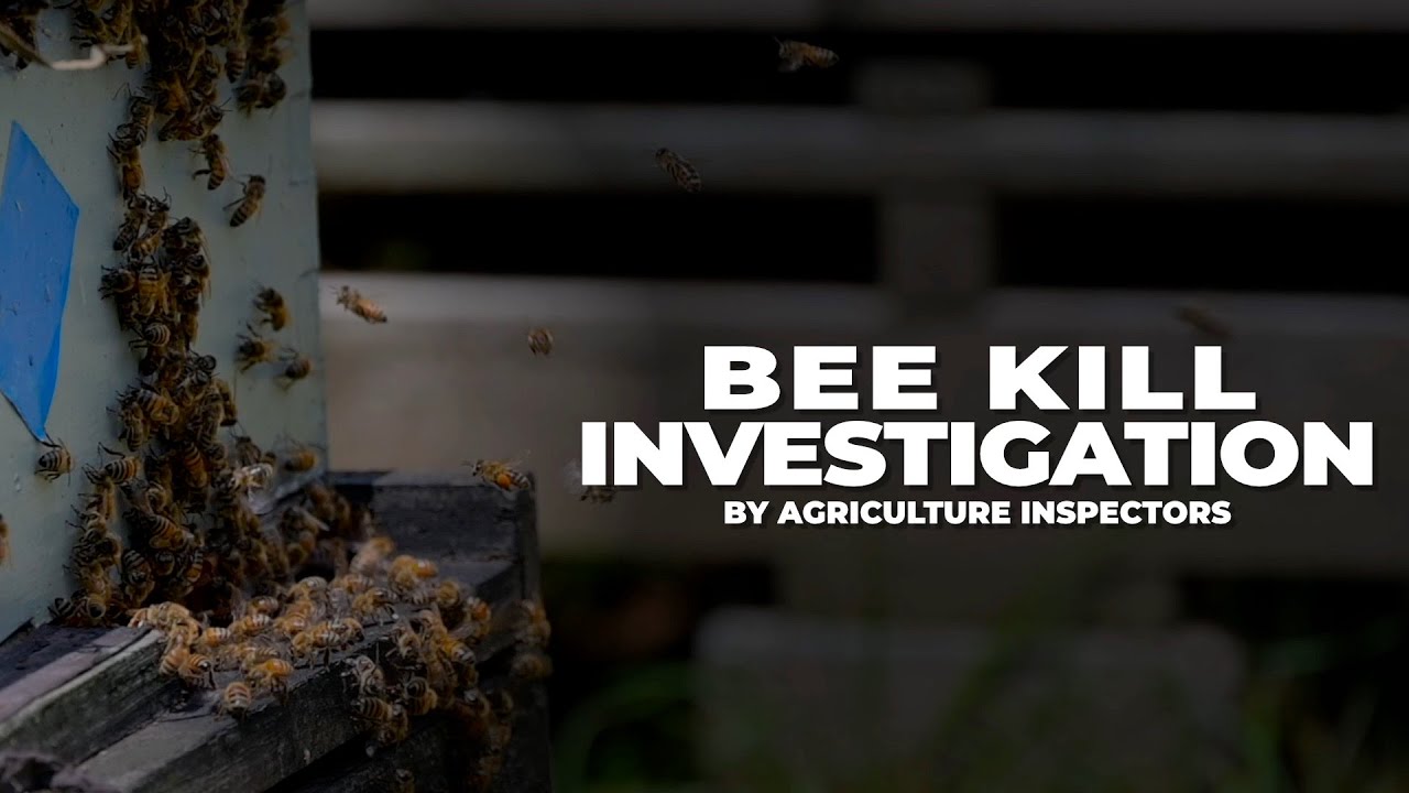 Bee Kill Investigation - YouTube