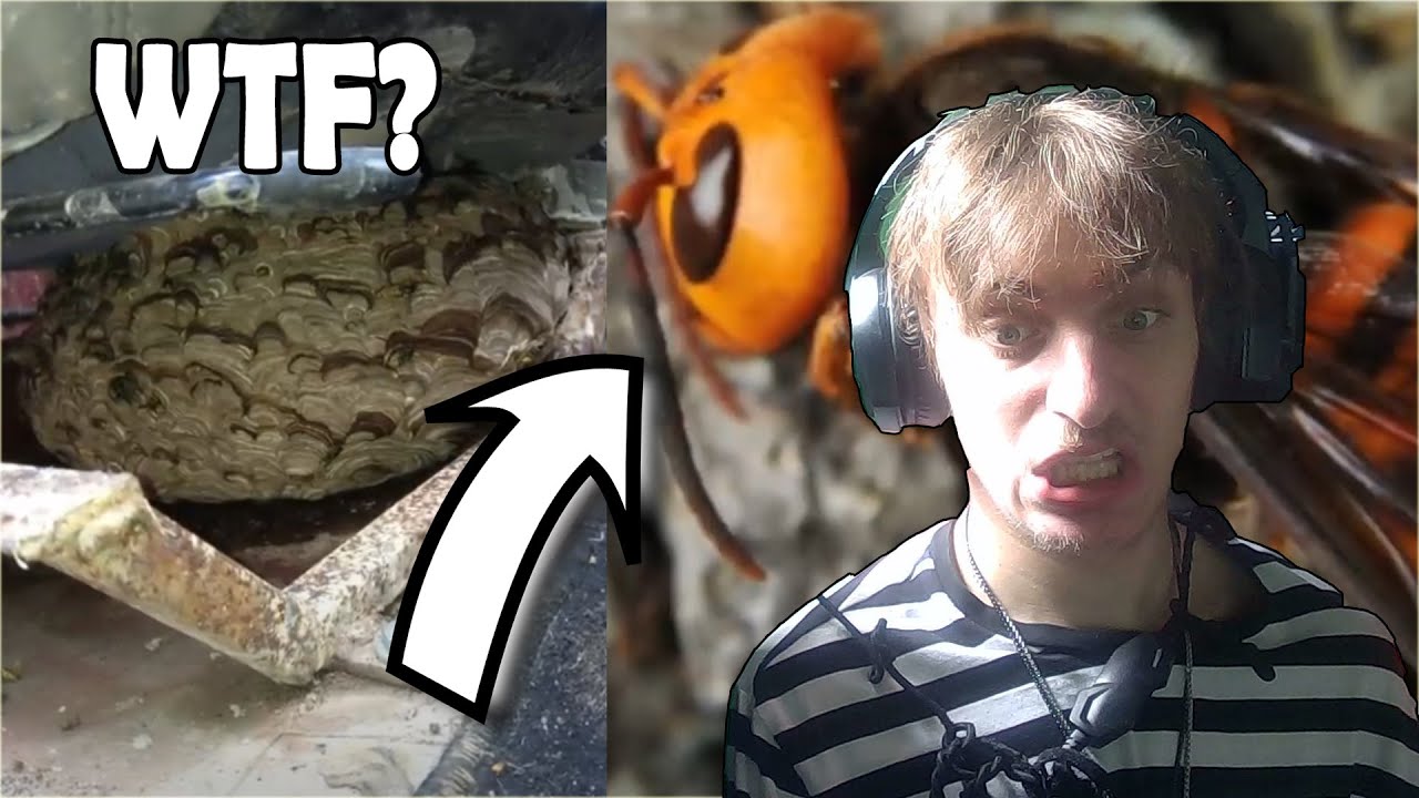 ITS HUGE! Top 10 Scary Wasp Nests That Need To Be Destroyed #REACTION ...
