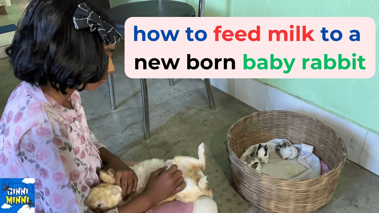 How to hand feed a baby rabbit(new born rabbits) | how to feed milk to ...