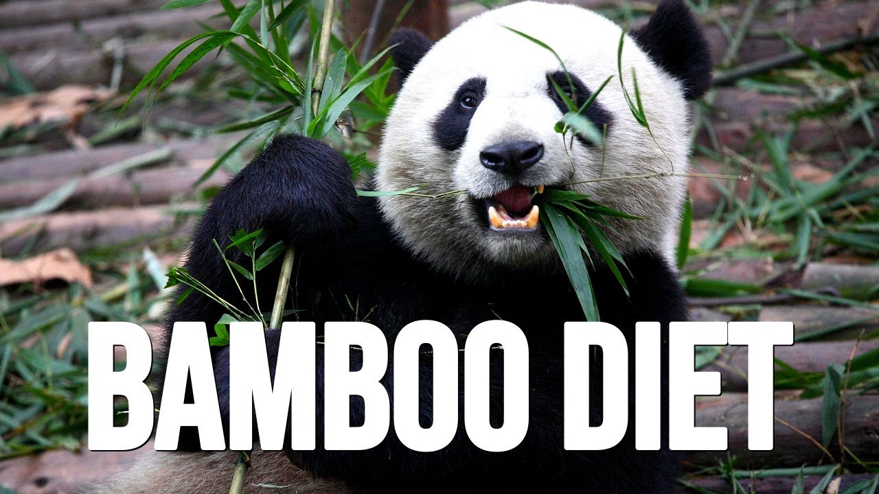China's Giant Panda Comeback Story - YouTube