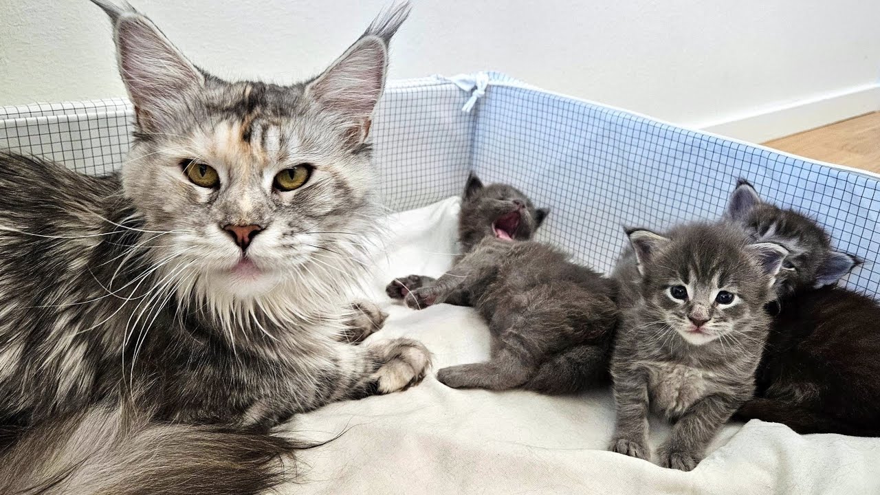 Big Sister Meets Her Little Kitten Siblings! - YouTube