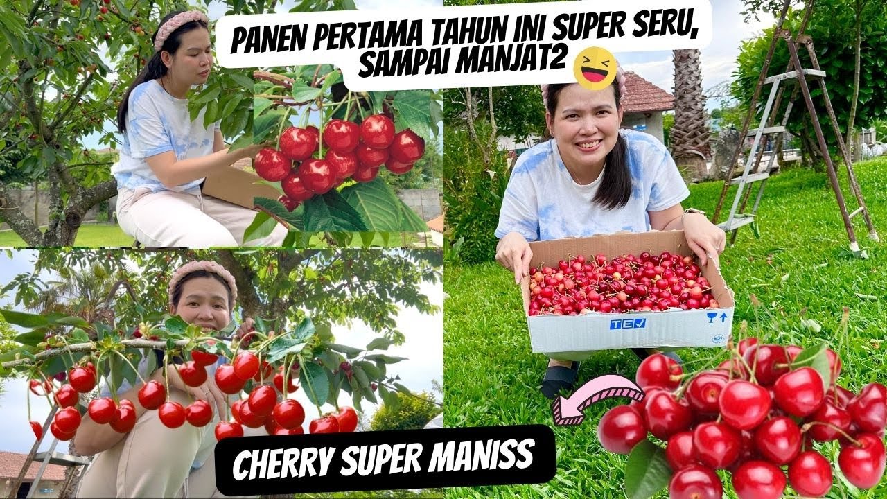 PANEN CHERRY DI KEBUN KAMPUNG SUAMI DI PORTUGAL | HABISKAN BUAH SATU ...