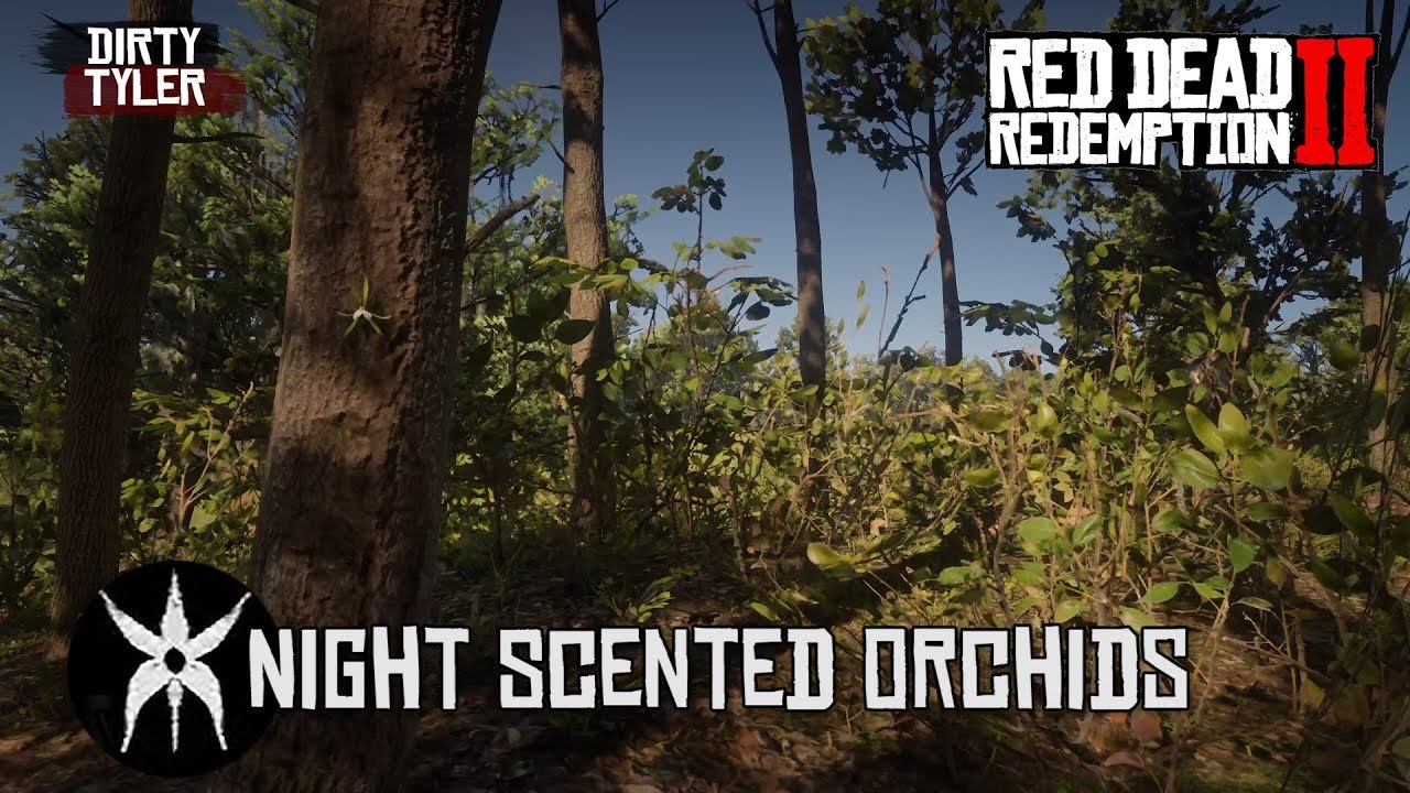 All Night Scented Orchids Red Dead Redemption 2 - RDR2 - YouTube