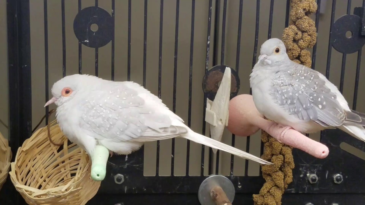 Diamond doves - YouTube