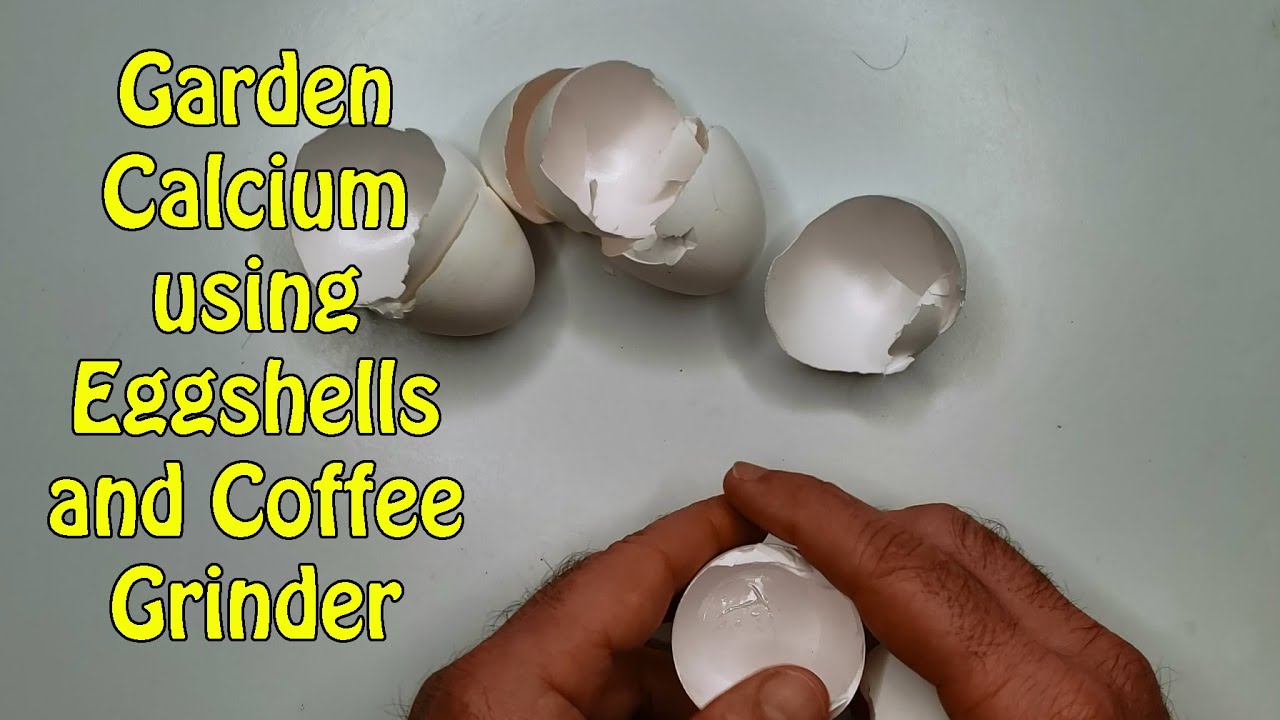 Garden Calcium from egg shells using coffee grinder - YouTube