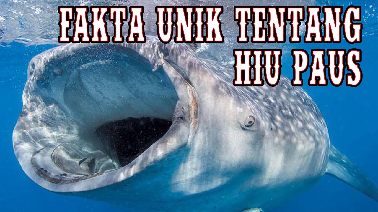 fakta menarik tentang ikan hiu paus hiu tutul - YouTube