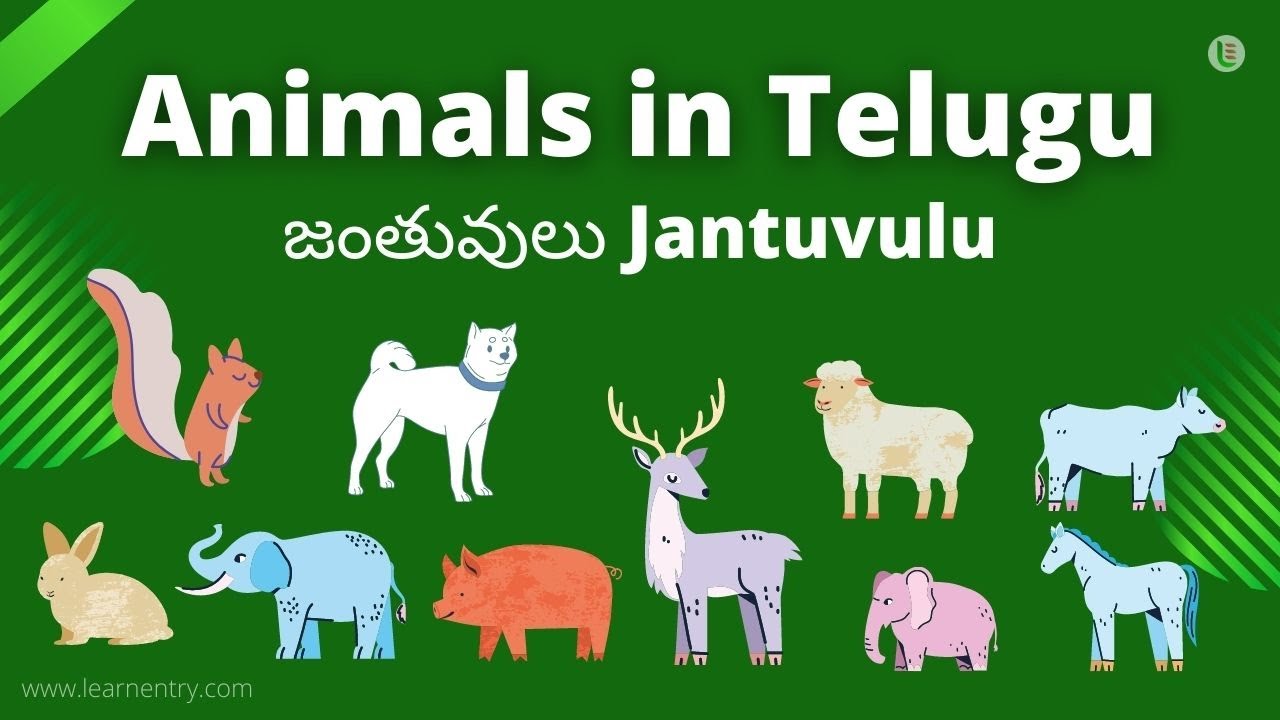 తెలుగు-ఇంగ్లీష్ లలో కొన్ని జంతువులు,పక్షుల పేర్లు తెలుసుకోండిanimal ...