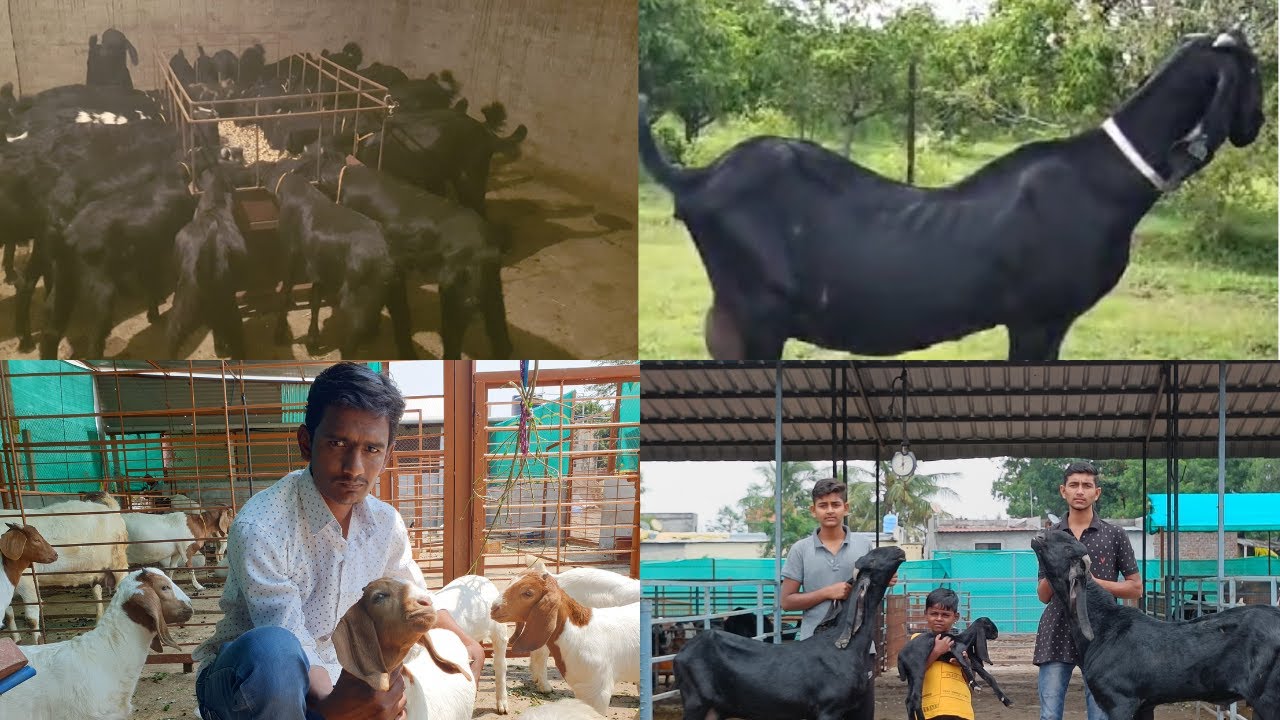 Breeding and Cutting Market Discussion - highlight - YouTube