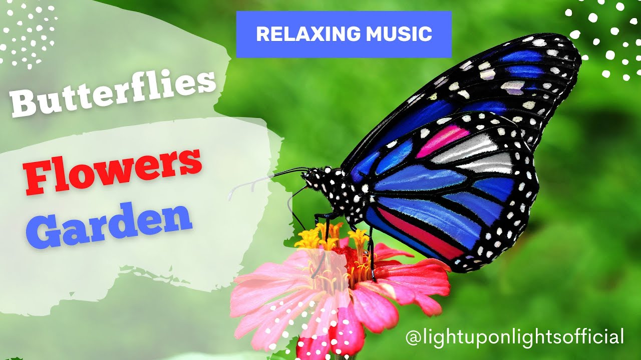 Calm, Healing Music, Butterflies on Flowers in the Garden - YouTube