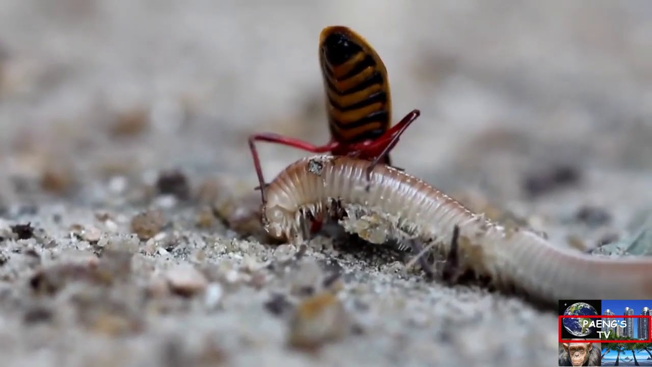 MGA URI NG INSEKTO NA NANGANGAGAT NG TAO. top 10 Hunter - YouTube