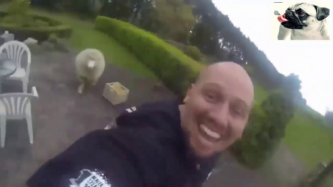 Funny Sheep Attacking People Compilation Videos 2020 - YouTube
