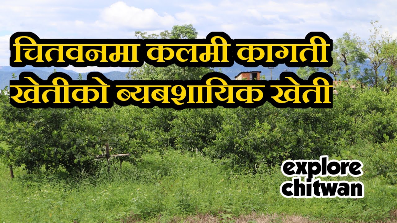 Gold Lemon Farming|| कागतीको ब्यबशायिक खेती पश्चिम चितवनमा - YouTube