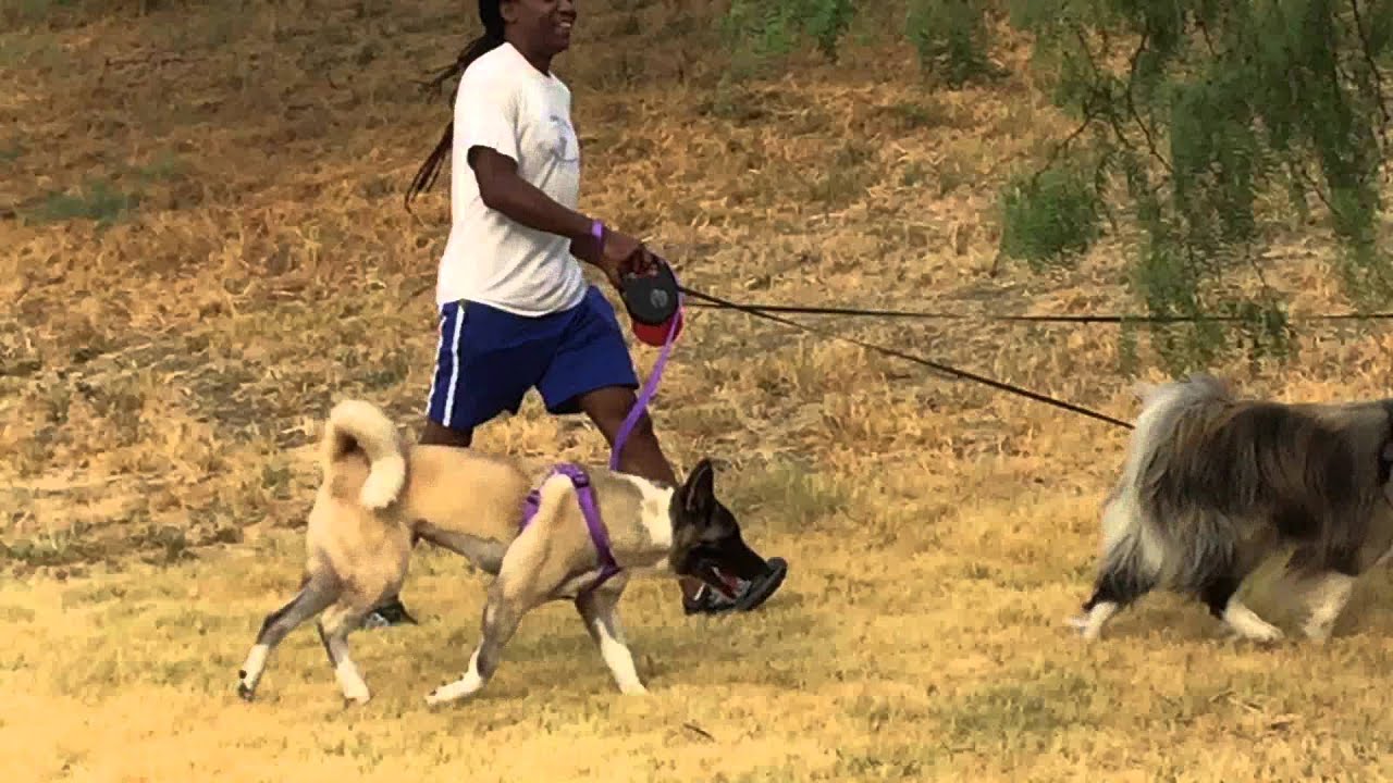 Miguel Fair running with his Akita pack - YouTube