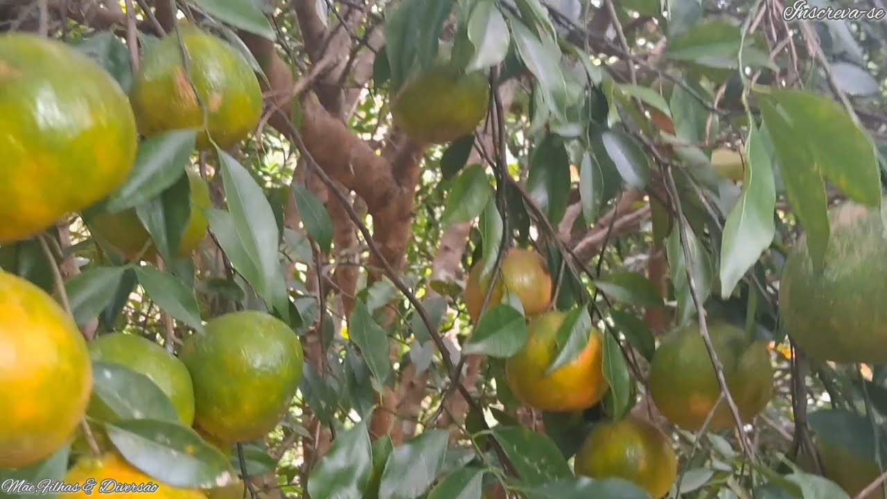 🌳🍊 COLHENDO FRUTOS (LARANJAS) PARA A FEIRA! 🍊🌳#vidarural #vidanaroça # ...