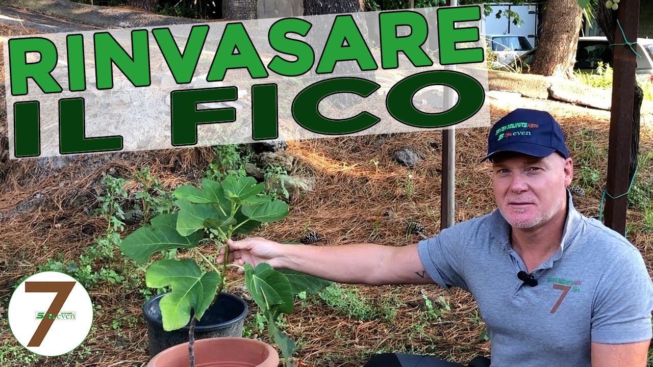 Rinvasare Talea di Fico Agosto - YouTube