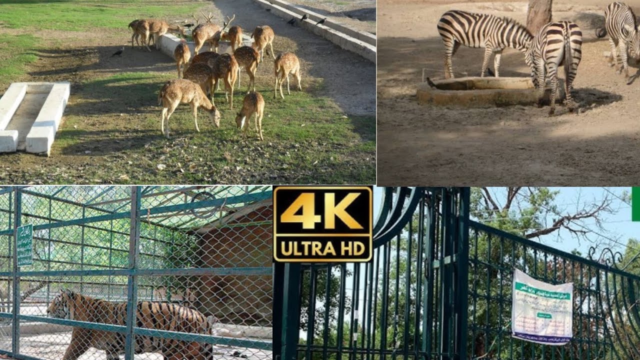 Bahawalpur Zoo Inside|Funfun001 - YouTube