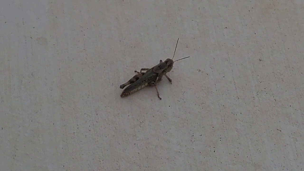 A "1" LEGGED GRASSHOPPER..."BEER THIRTY"... - YouTube