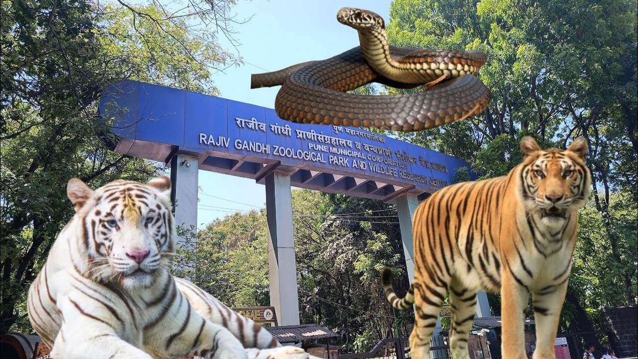 Rajiv Gandhi Zoological Park Pune | Pune zoo animals | Pune Zoo White ...