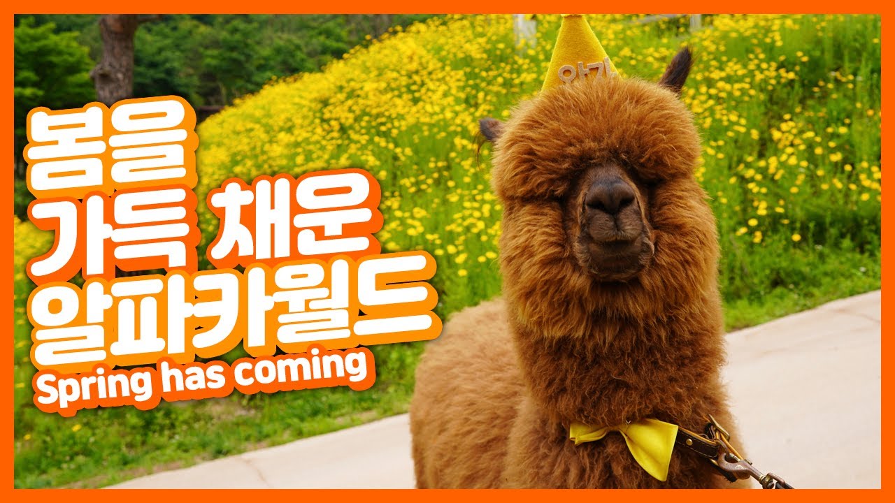 봄을 가득 채운 알파카월드 / Spring is coming to Alpaca World! - YouTube