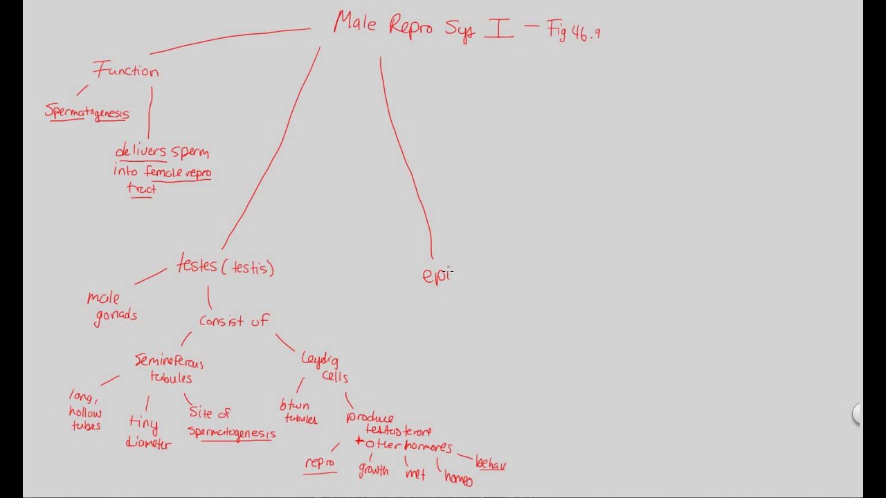 Reproduction I - Male Repro Sys I | BIALIGY.com - YouTube