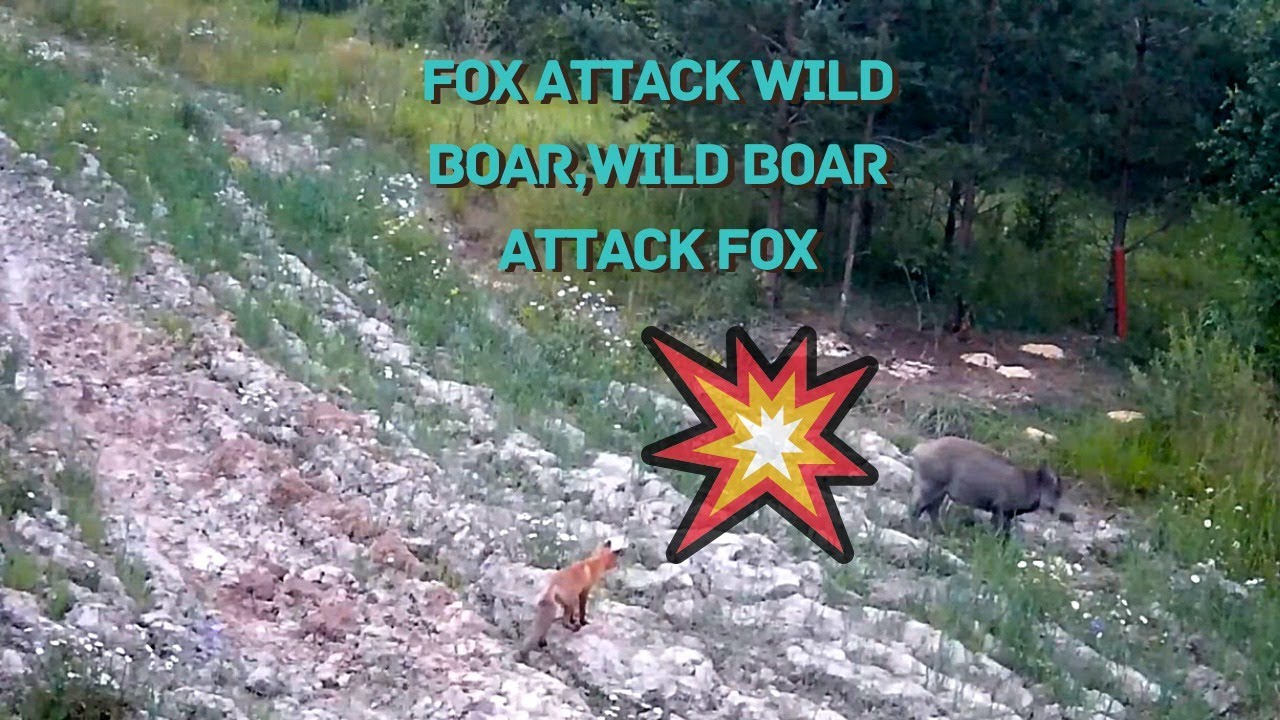 Fox attack wild boar,wild boar attack fox. - YouTube