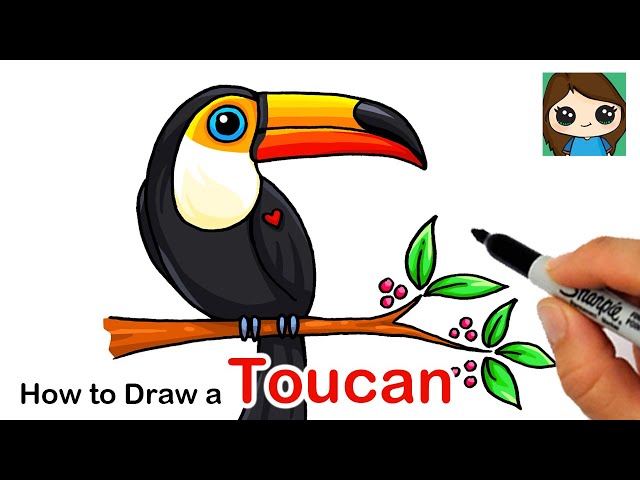 Toco Toucan Drawing