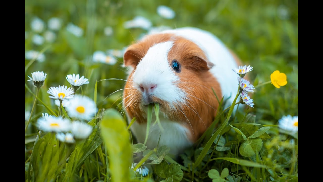 Guinea Pig Minecraft Stream VOD - YouTube