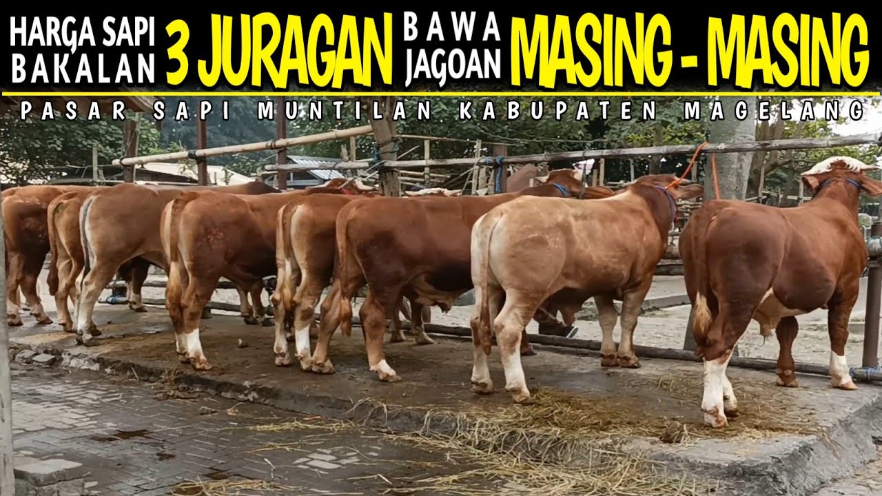 Sapi Sapi Bakalan Super 3 Juragan ( Pak Priyo, Pak Saroji, Pak Seno ...