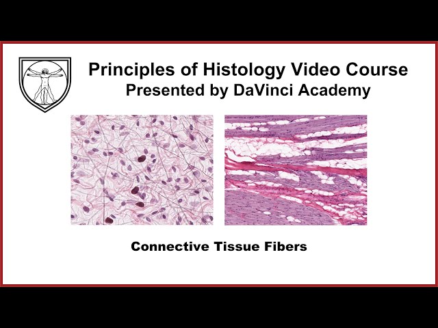 Mucous Connective Tissue
