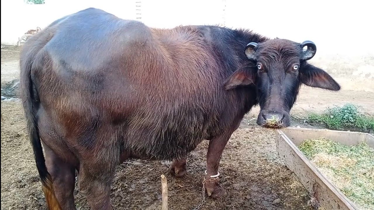 Watch 2 pure neeli buffalo for sale on YouTube arifwala 03006537323 20 ...