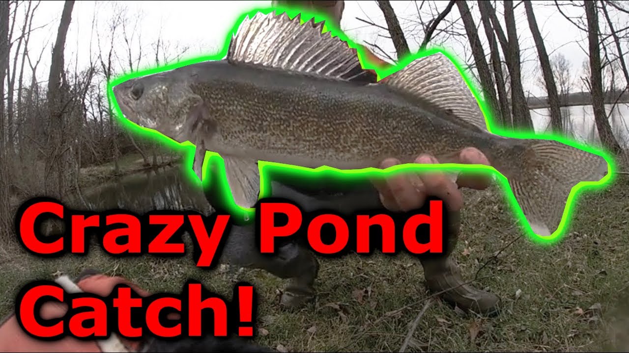 Big Farm Pond Walleye [Spring Fishing] - YouTube