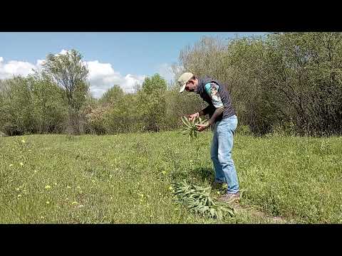 #Gürüz Otu,Sığır dili yenilebilen,iltihap süktürücü üzeliği vb.#Youtubekeşfet#Youtubekeşfetteyiz#