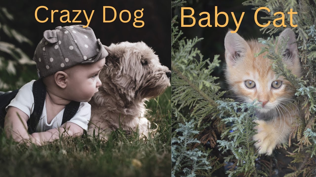 Dog Baby Cat Laughing Animal Vedio | Animal Funny Vedio \ Best 2022 ...