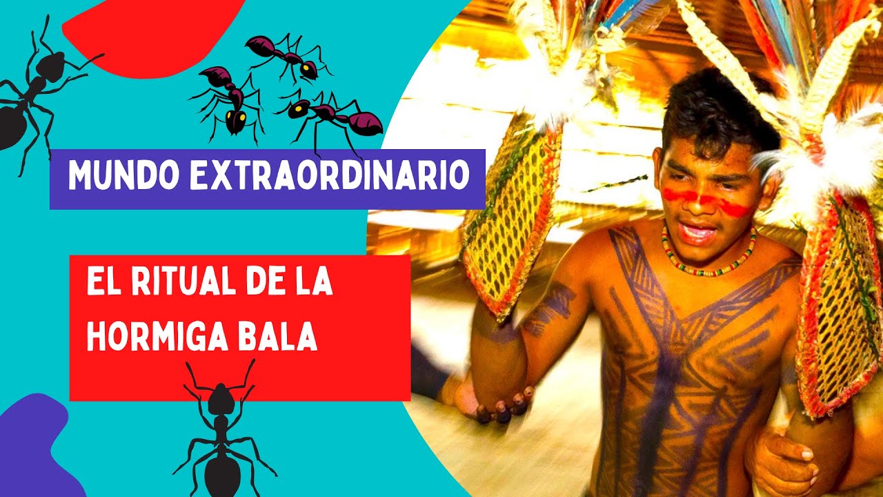 El Ritual de la Hormiga Bala - YouTube