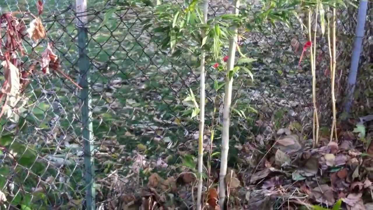 Mulching Bamboo For Winter - YouTube