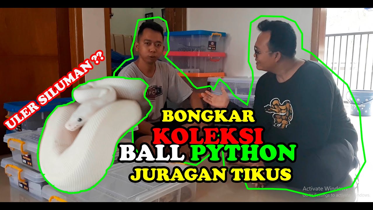 KOLEKSI BALL PYTHON NYA BANYAK JUGA DAN TIPS MERAWATNYA | ADA ULAR ...