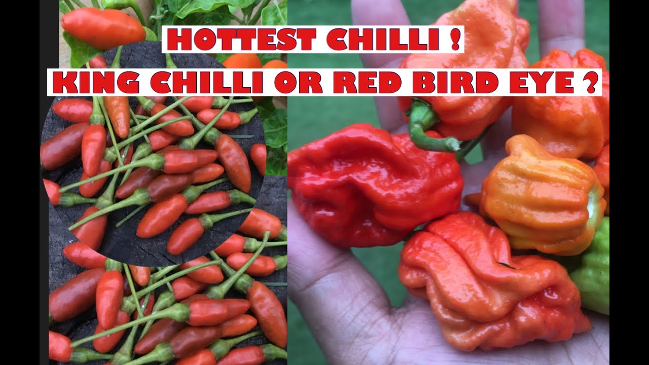 King Chilli | Red Bird Eye Chilli | Farming In Sikkim - YouTube
