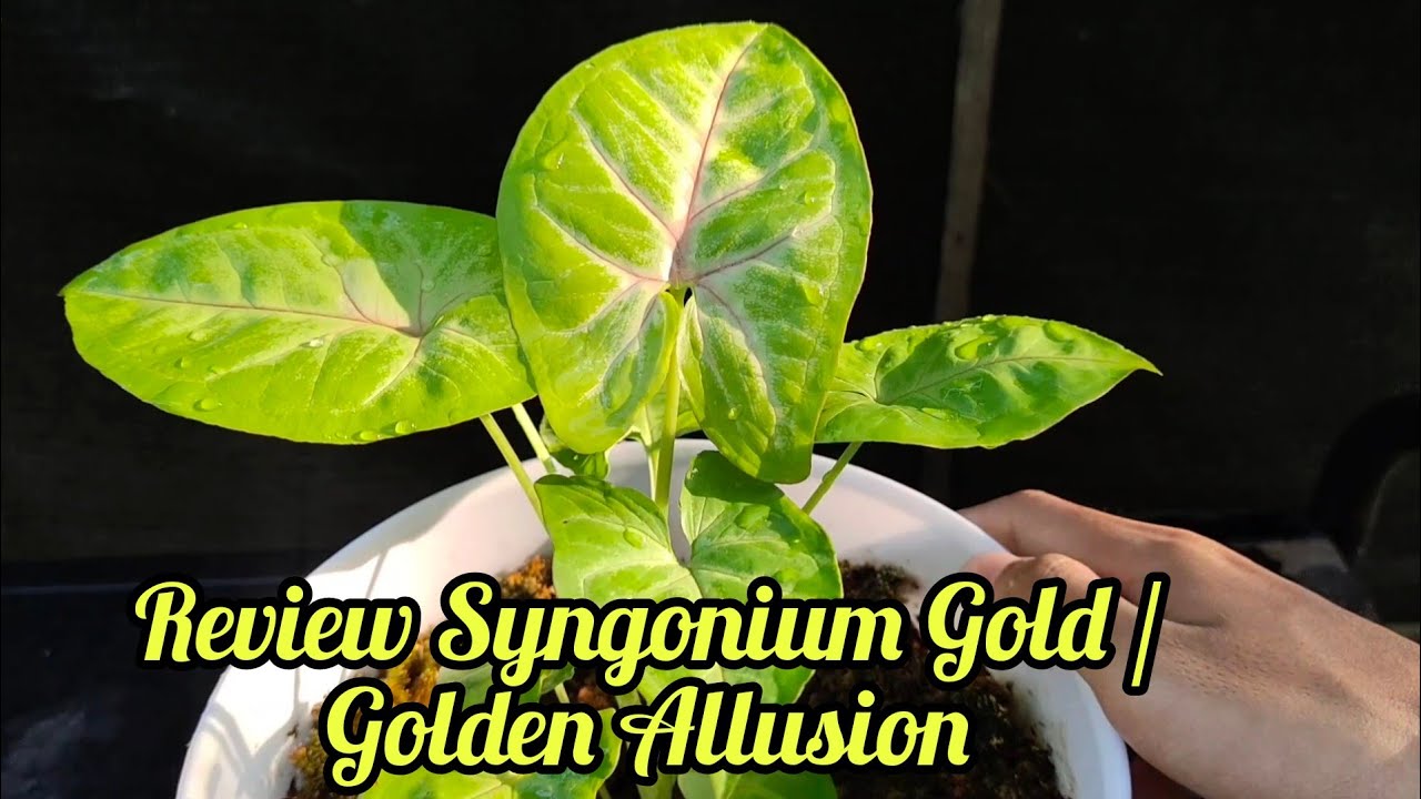 Syngonium Golden Allusion / Syngonium Gold Allusion Review warnanya ...