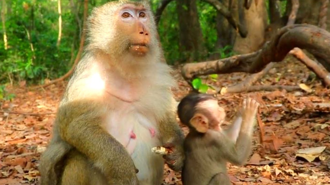 #briana #briar #cutebabymonkey | Monkey Tube - YouTube
