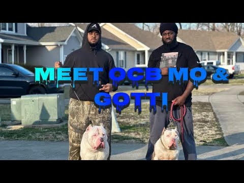 MEET OCB MO & XL BULLY GOTTI!!! - YouTube