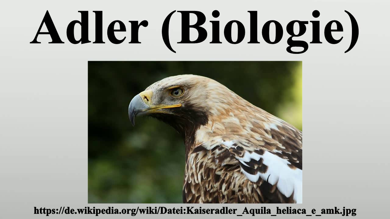 Adler (Biologie) - YouTube