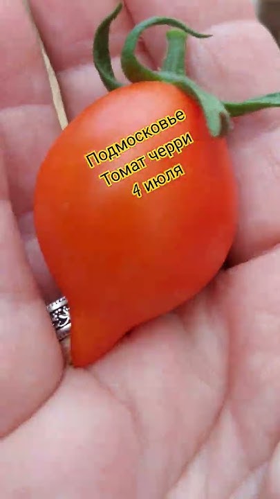 ТОМАТЫ ЧАСТНЫХ КОЛЛЕКЦИЙ - YouTube