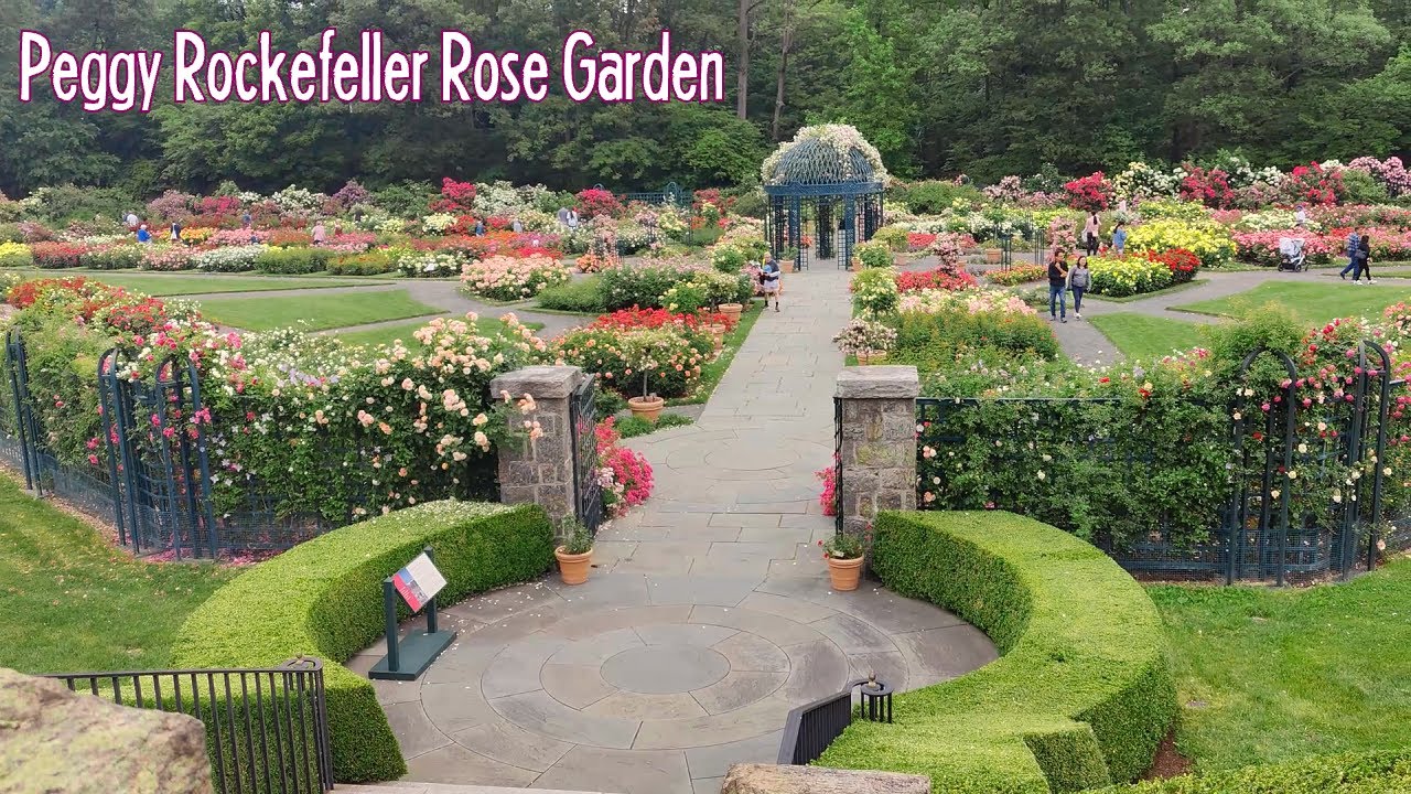 Peggy Rockefeller Rose Garden - FULL BLOOM - YouTube