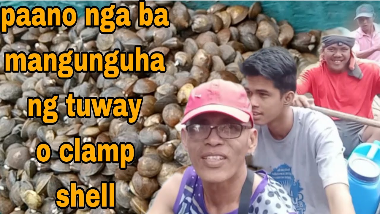 paano nga ba mangunguha ng tuway o clamp shells | province boy - YouTube