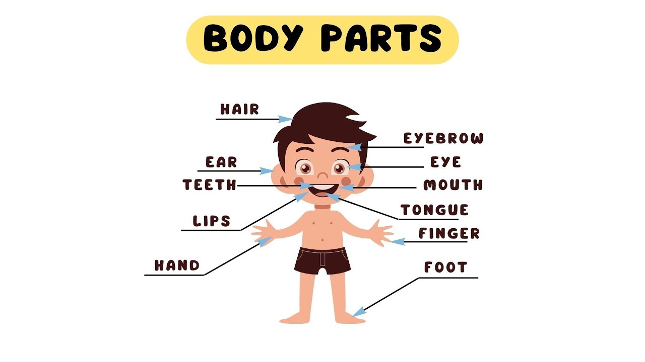 Our Body Parts: A Fun Exploration for Kids - YouTube